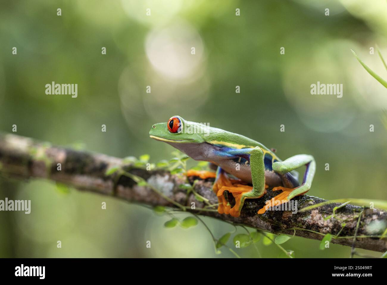 Red-eyed tree frog (Agalychnis callidryas), frogs (Rana), Alajuela ...