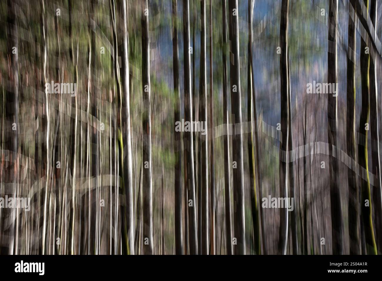 Abstract forest image created using the intentional camera movement ...