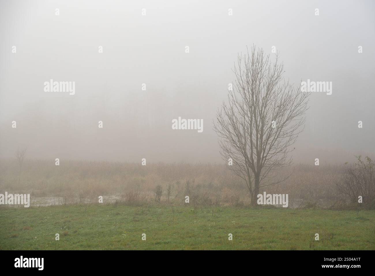 Fog partially obscures a large leafless tree growing on a riverside ...