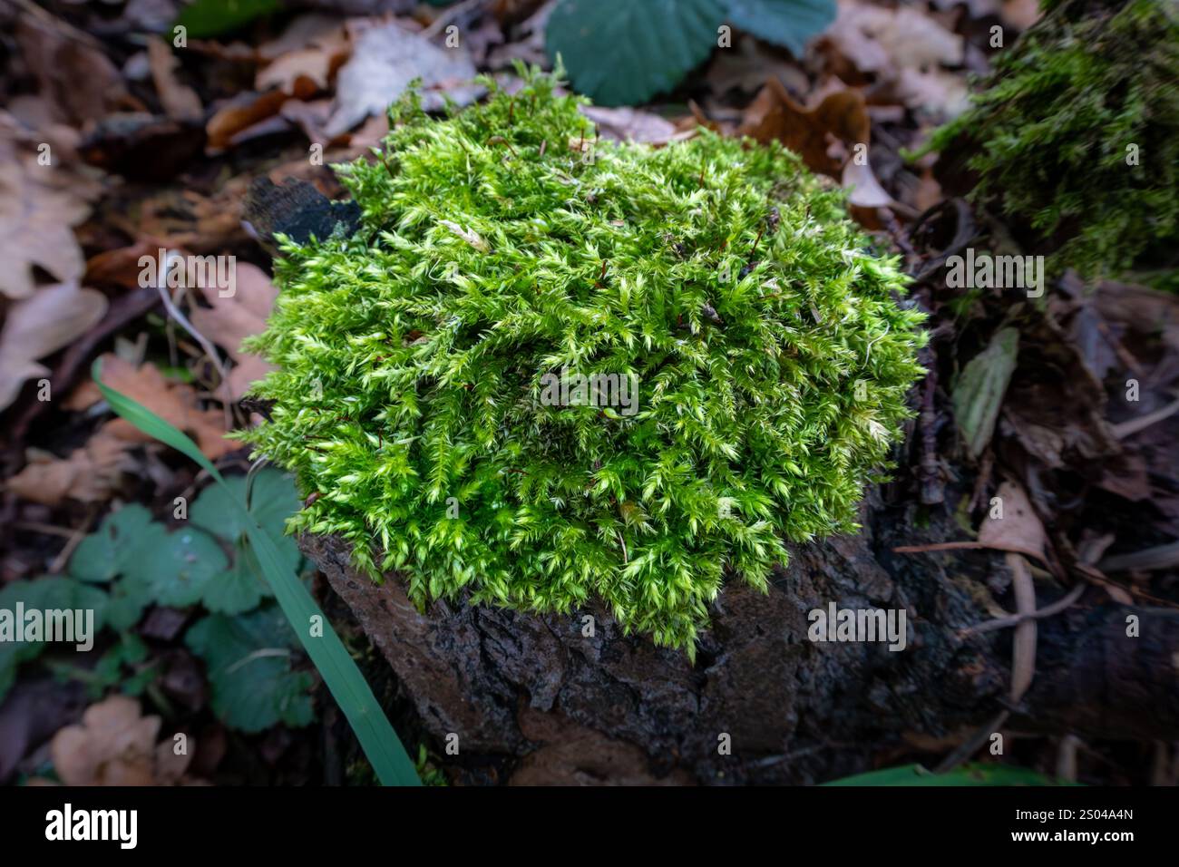 A close-up picture of green moss on a tree stump. Wet, cold, and humid ...