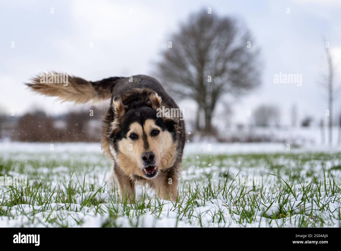 Bavaria, Germany - December 24, 2024: Aggressive dog in the snow ...