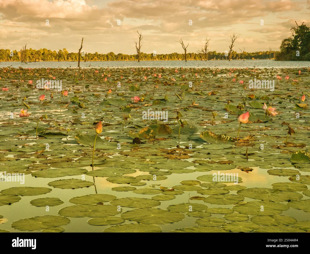 Beautiful water swamp Jayatataka Baray in Angkor, Cambodia Stock Photo ...