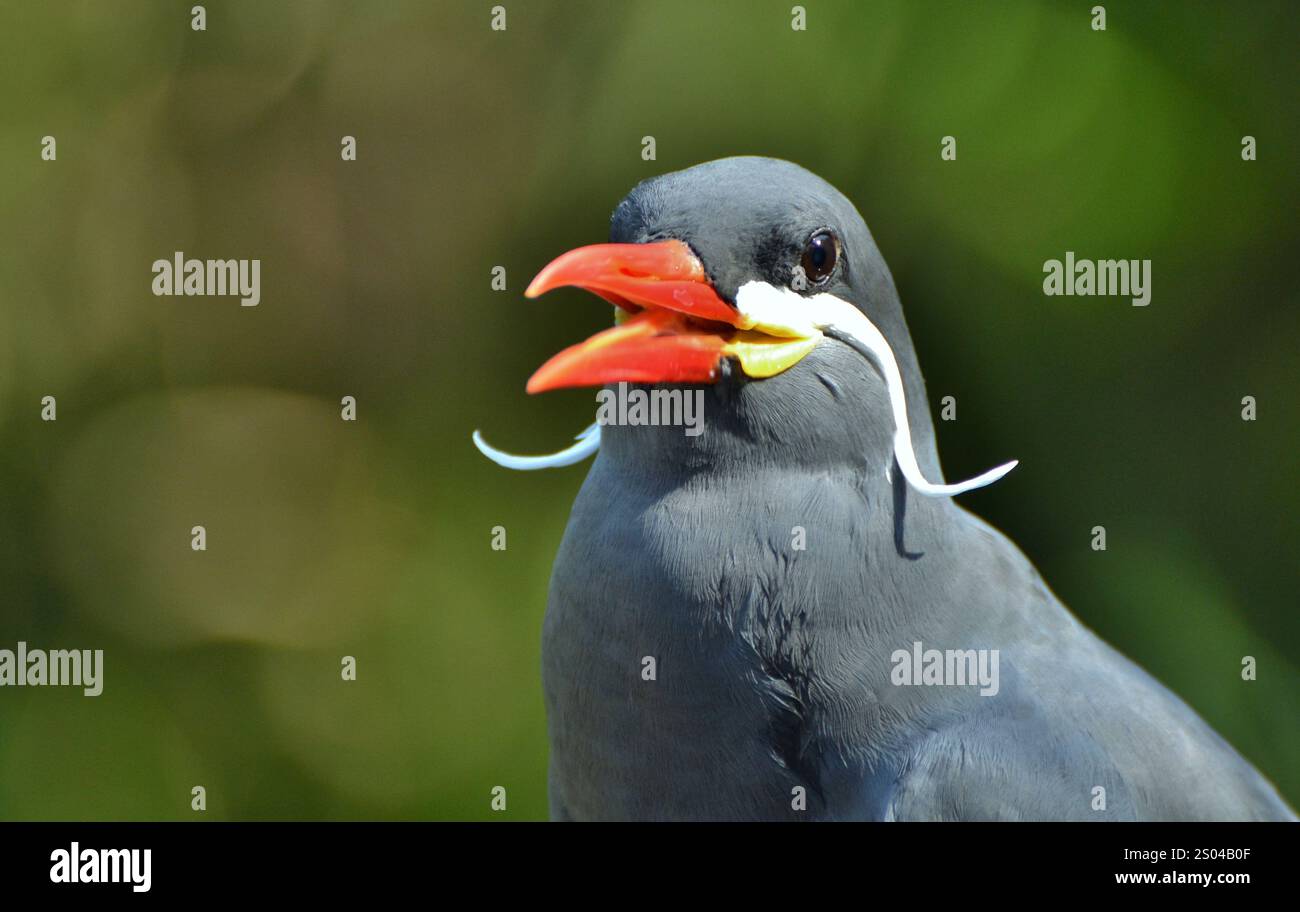 The Inca Tern (Larosterna inca), native to the Pacific Coast of South ...