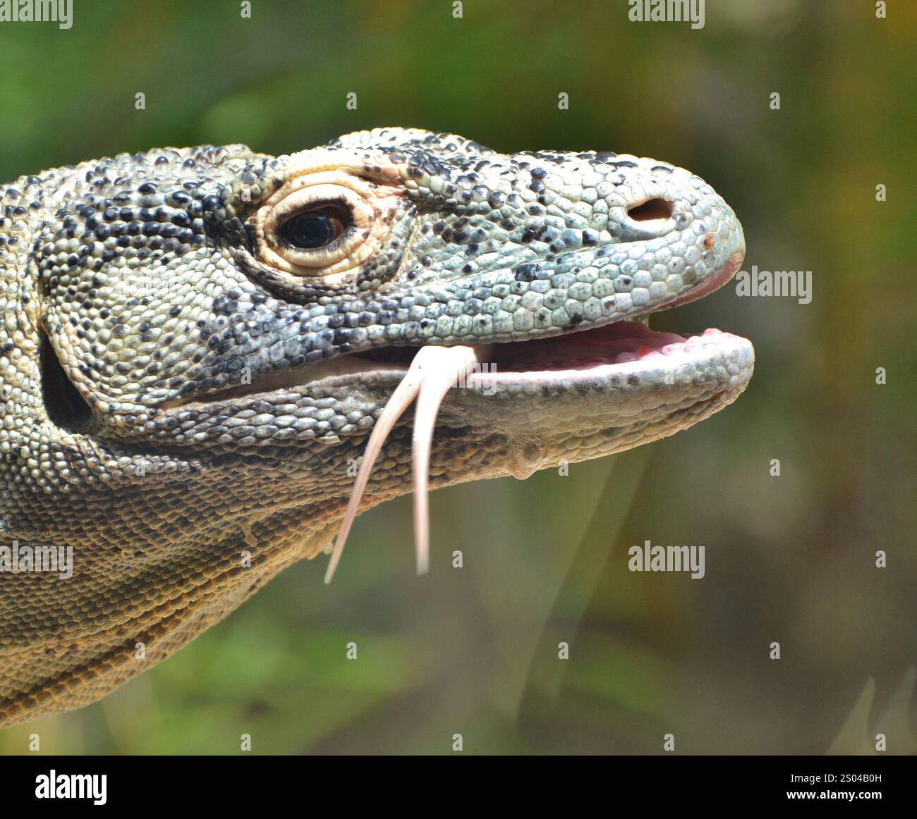 Komodo Dragon (Varanus komodoensis), a large, venomous reptile native ...