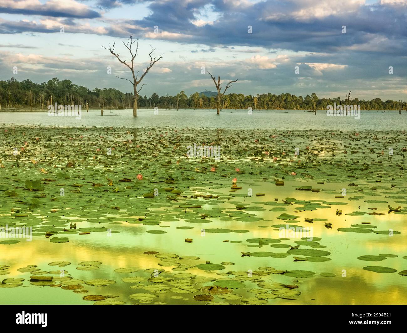 Beautiful water swamp Jayatataka Baray in Angkor, Cambodia Stock Photo ...