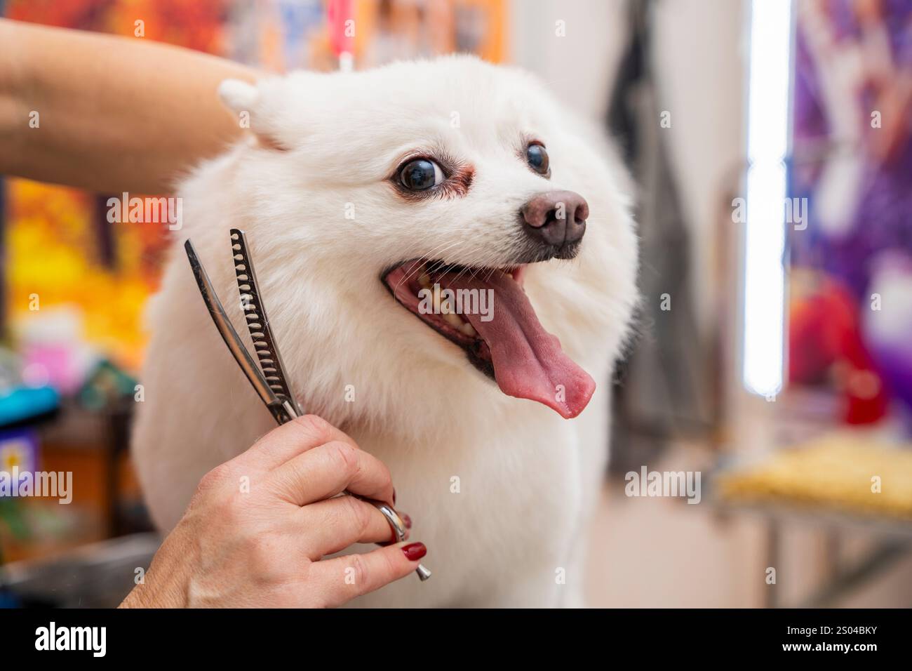 Close up of female hand holding special scissors in pet salon, grooming ...
