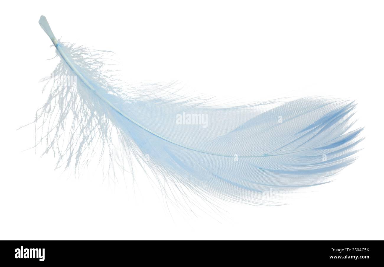 One fluffy light feather isolated on white Stock Photo - Alamy