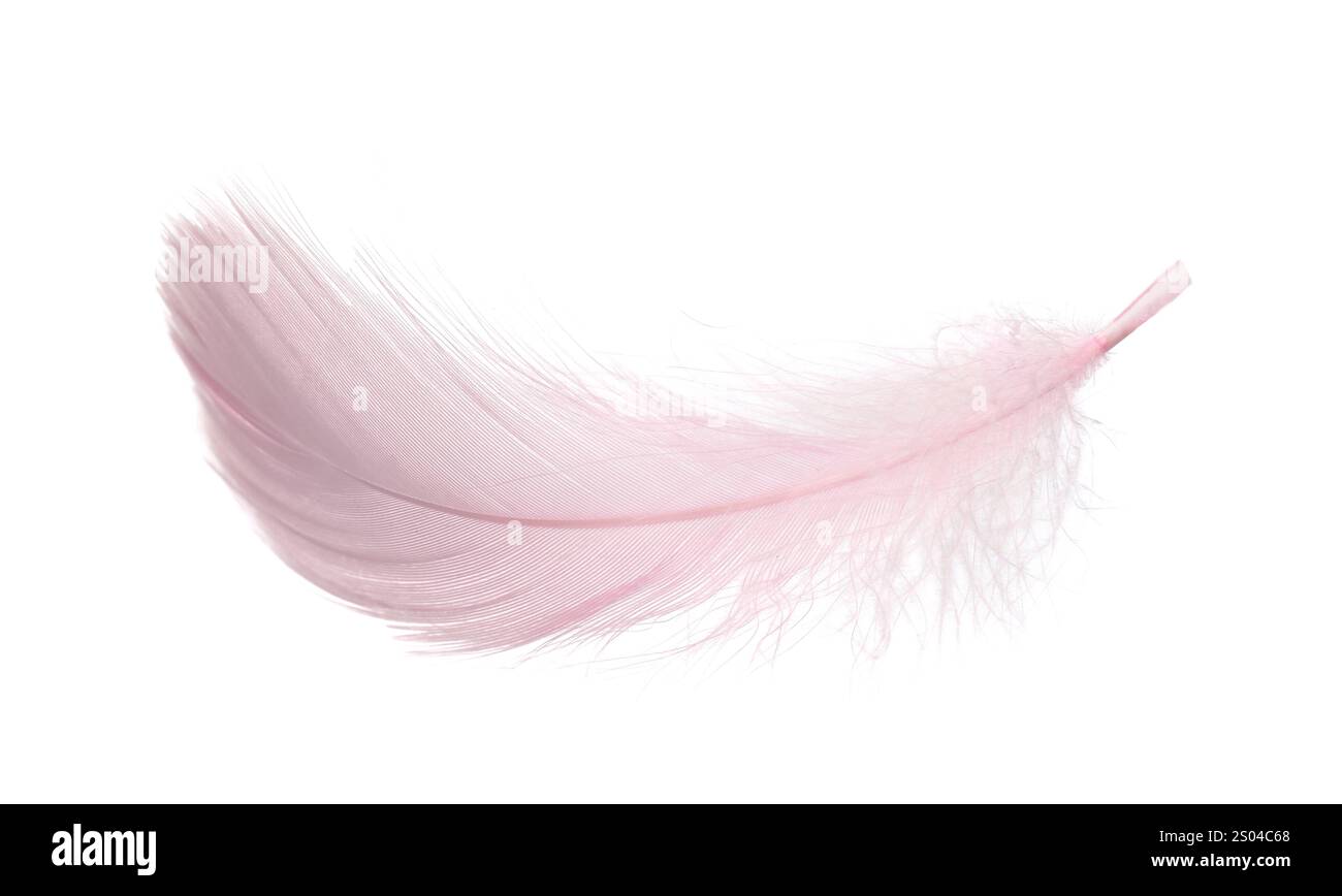 One beautiful fluffy feather Cut Out Stock Images & Pictures - Alamy