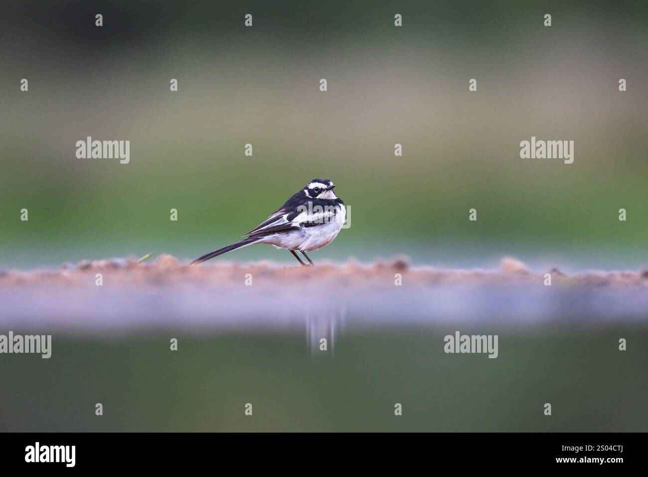 Portrait of pied wagtail hi-res stock photography and images - Alamy