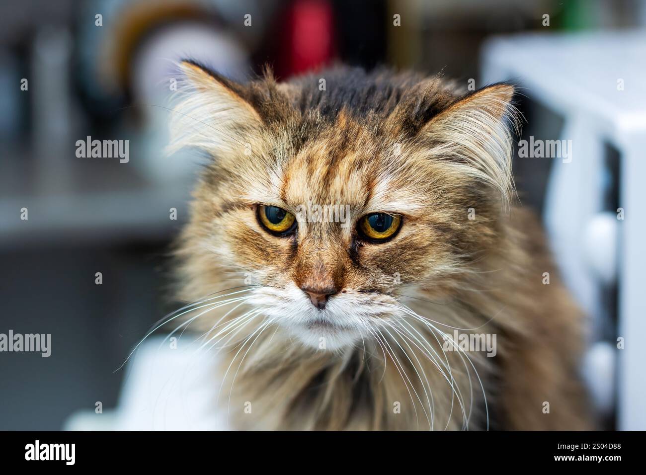 A detailed and closeup image of the adorable face of a cat showcasing ...
