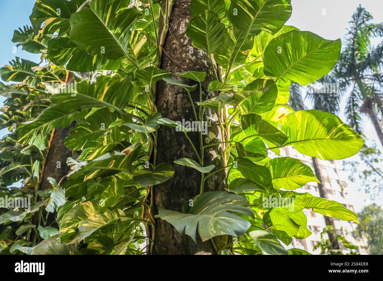 Epipremnum aureum, commonly known as Ceylon creeper, Devil's ivy, or ...