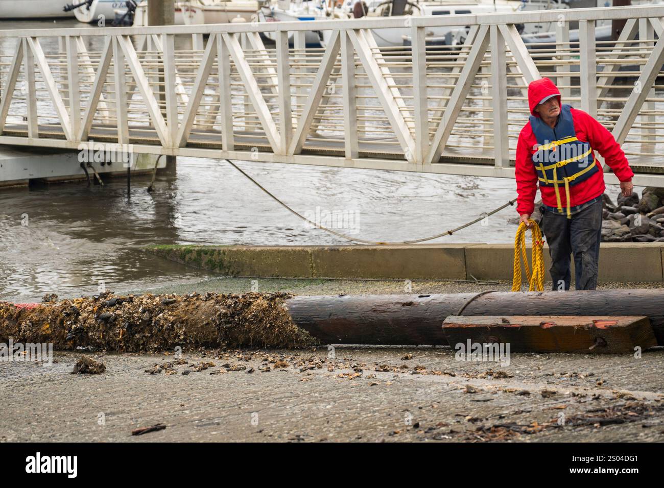 A man pulls up a damaged dock piling in Santa Cruz Harbor in Santa Cruz ...