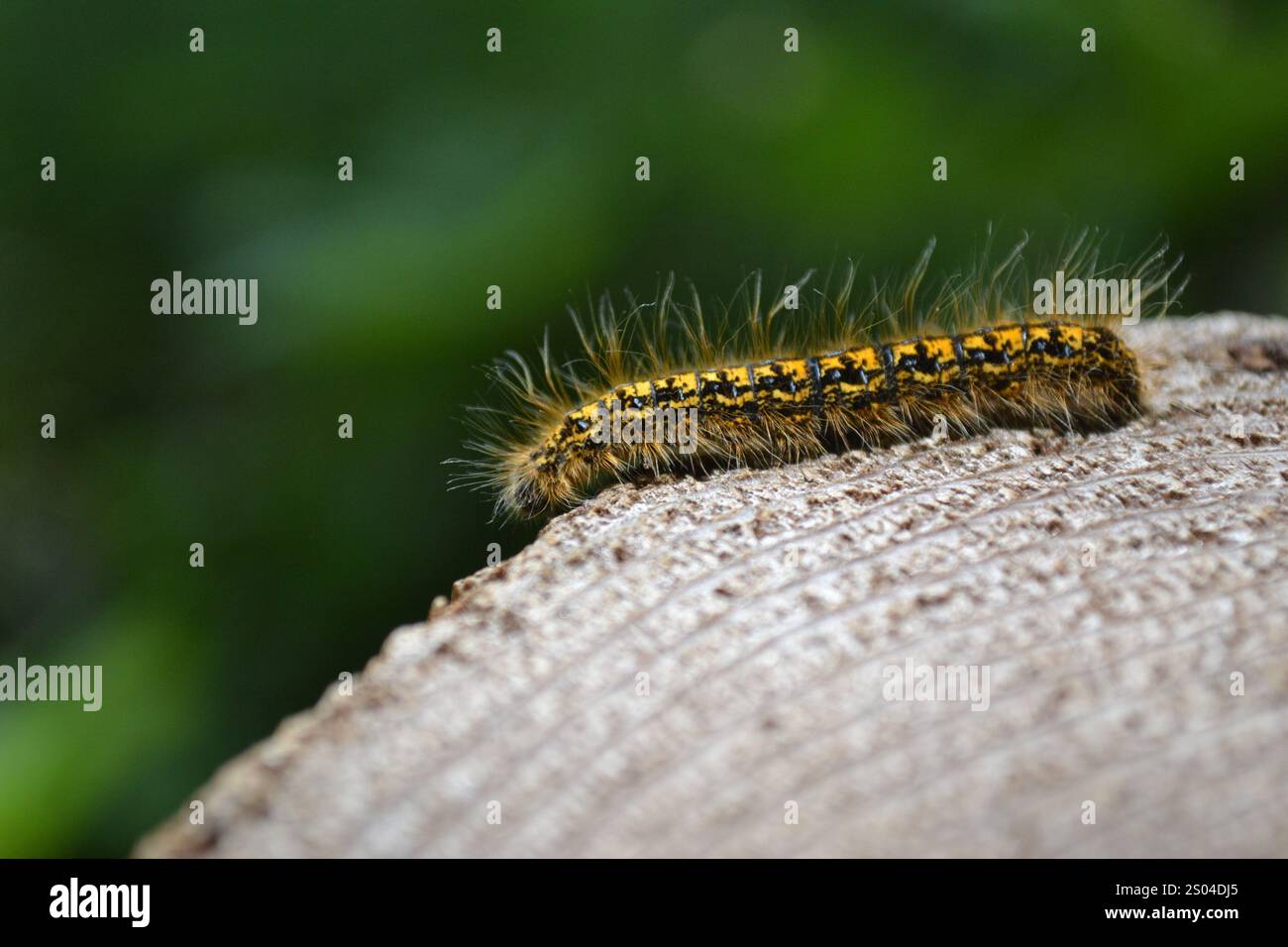 yellow and black tent caterpillar crawling on a tree stump Stock Photo ...
