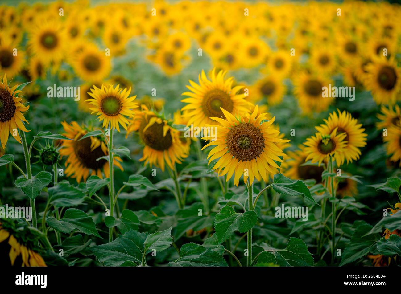Wide photo of many sunflowers fully bloomed in the agriculture field ...