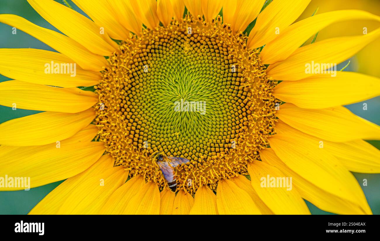 Close up photo of Sunflower fully bloomed and honey bee getting nectar ...