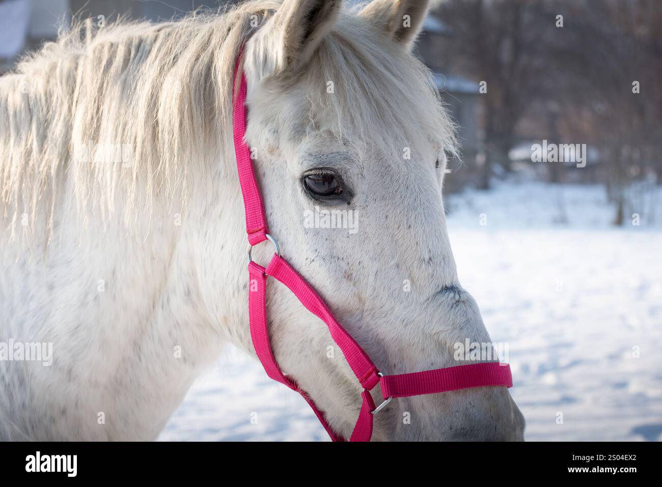 Photo of an old white mare walking in a frozen pasture during free ...