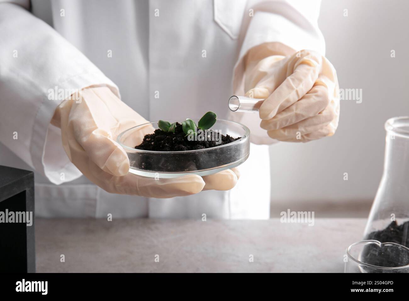 Scientist pouring water into Petri dish with soil and plant seedlings ...