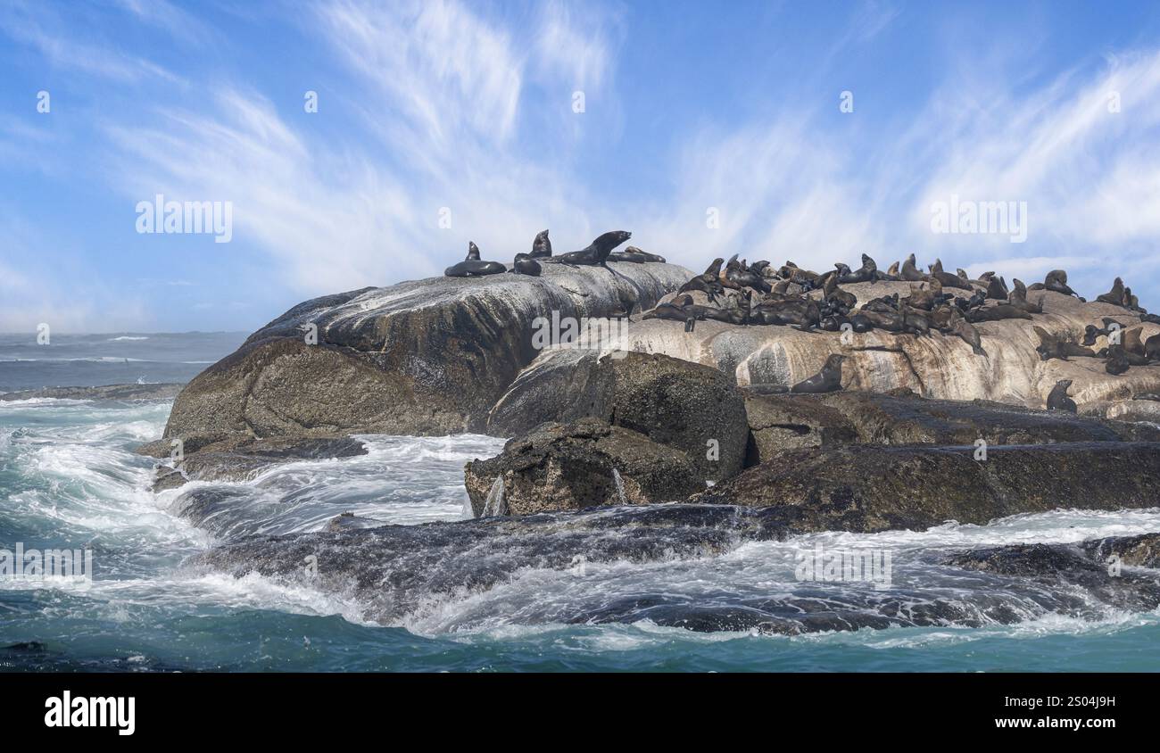 Cape Fur Seals on rocks on seal Island with dramatic waves and surf ...