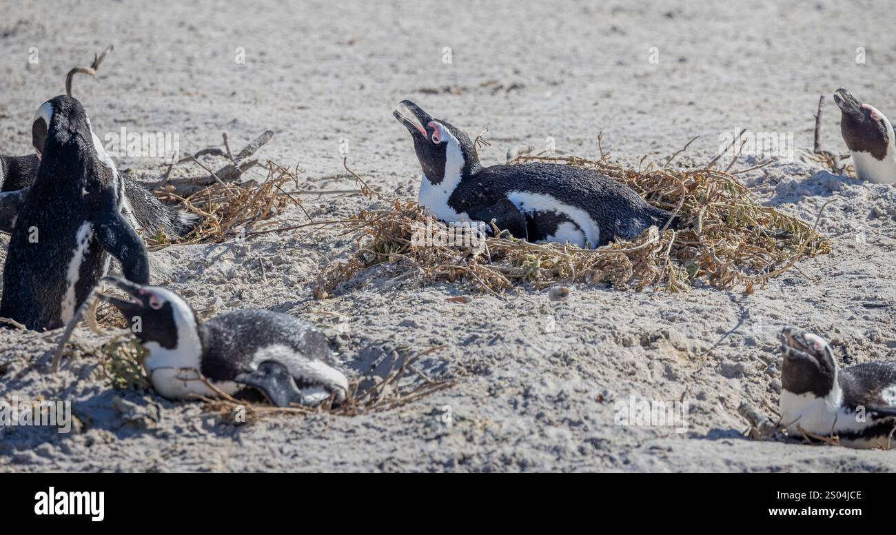 Close up of South African penguins sitting on nests on the beach at ...