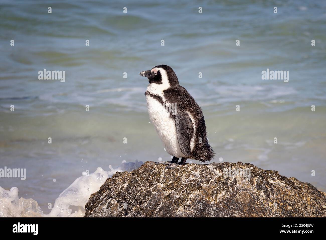 Close up of a South African penguin standing on a graggy rock at waters ...