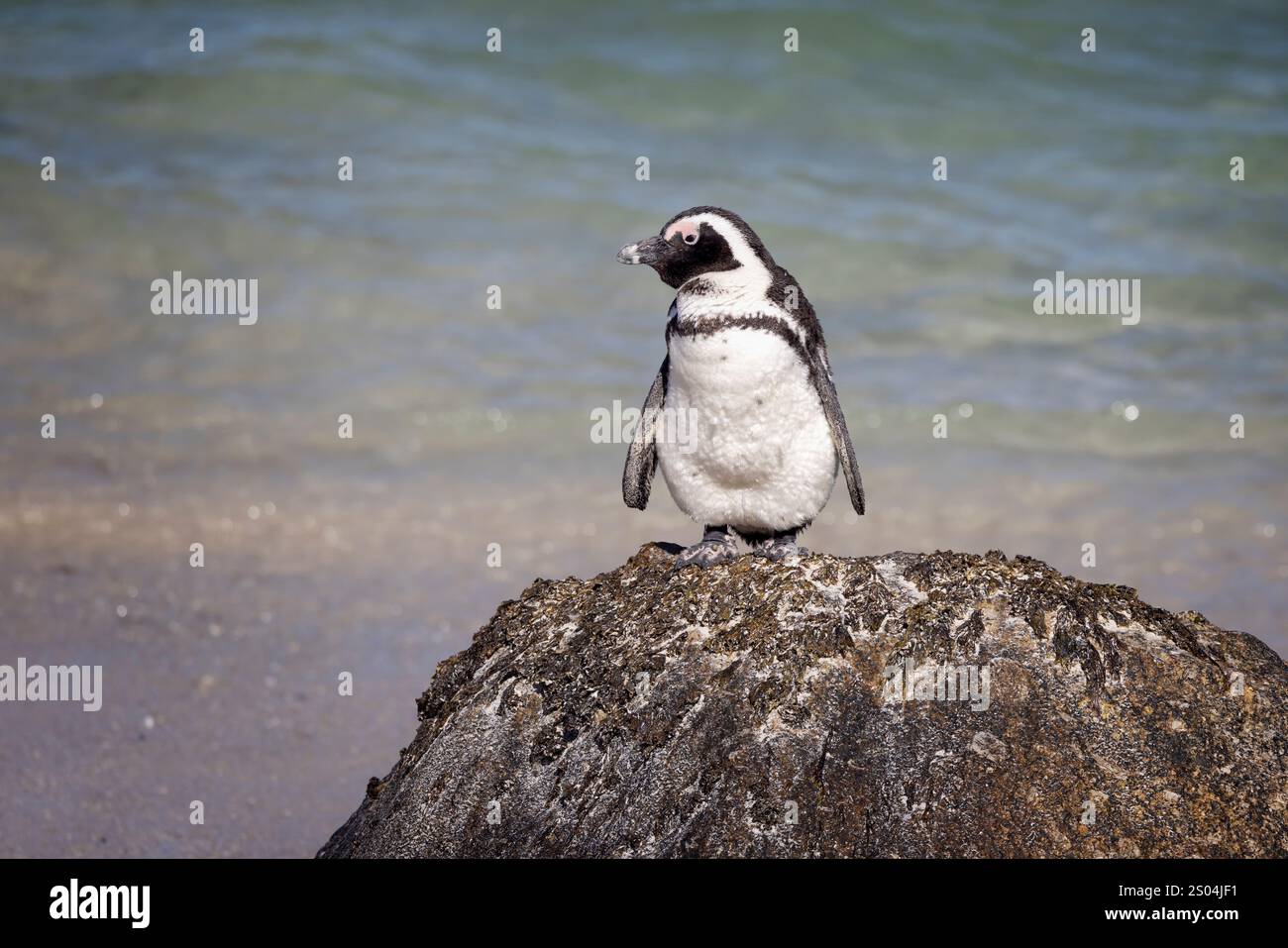 Close up of a South African penguin standing on a graggy rock at waters ...