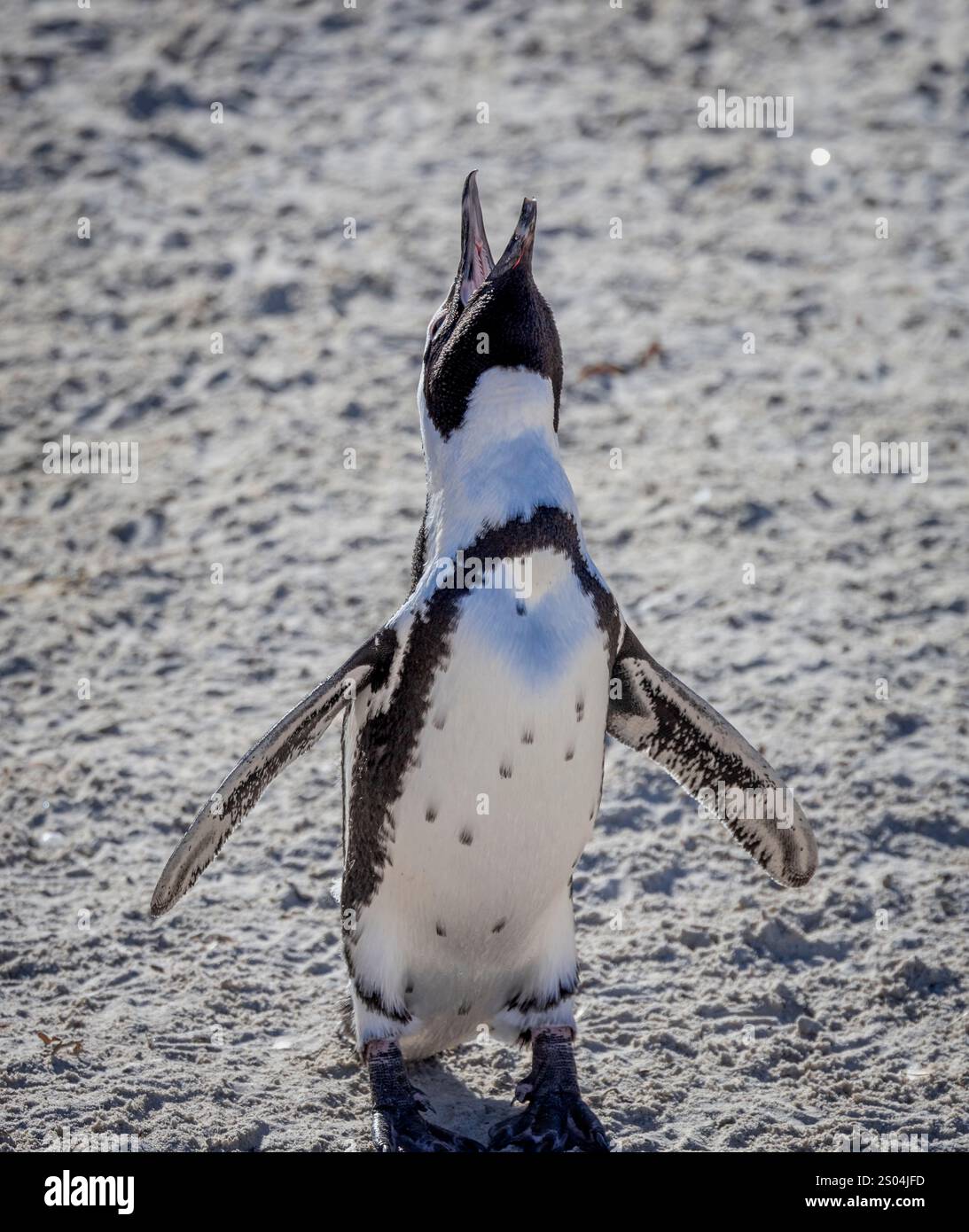 Close up of a South African penguin with beak wide open and head in the ...