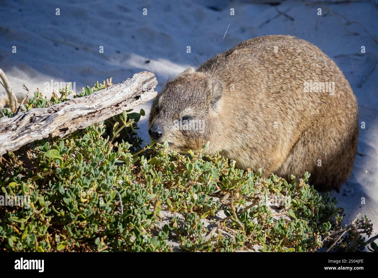 Close up of a South African Rock Hyrax feeding on vegitation at ...