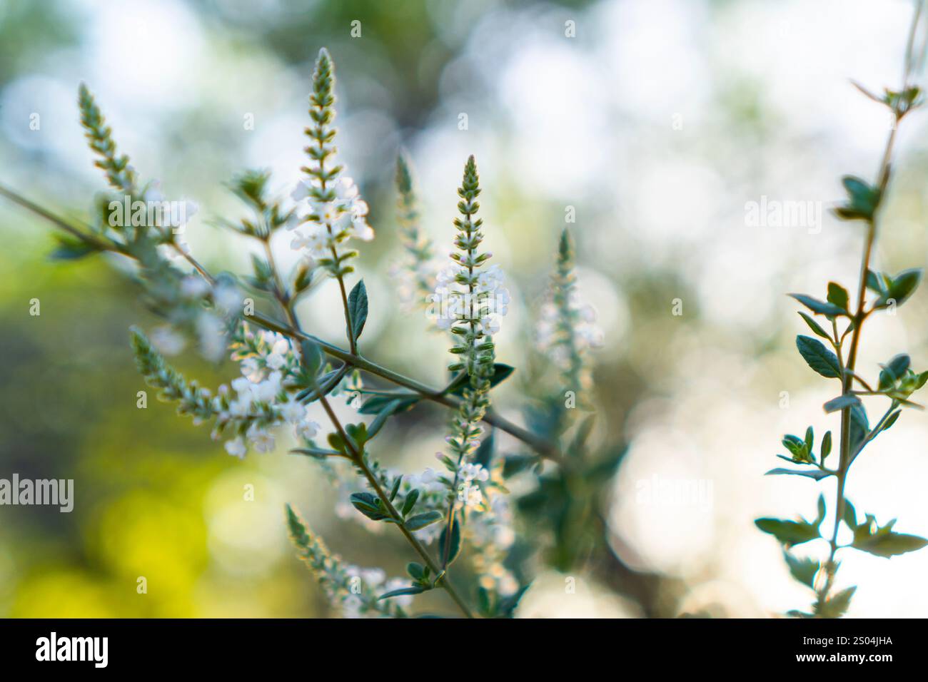 A close-up view of Desert Sage, with its delicate white flowers ...