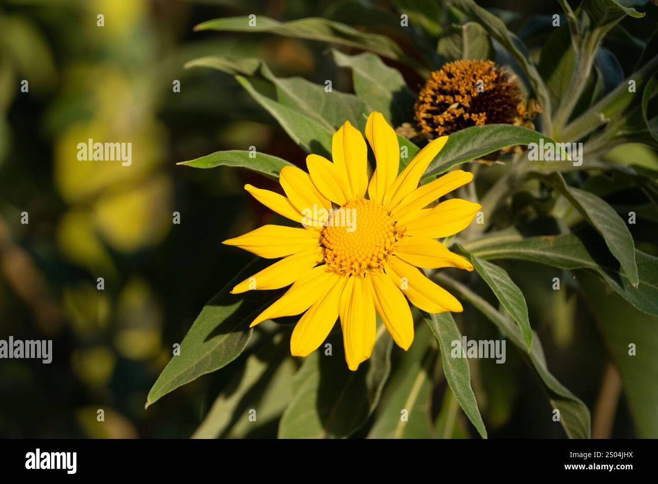 A bright yellow flower stands out against the greenery of the Arizona ...