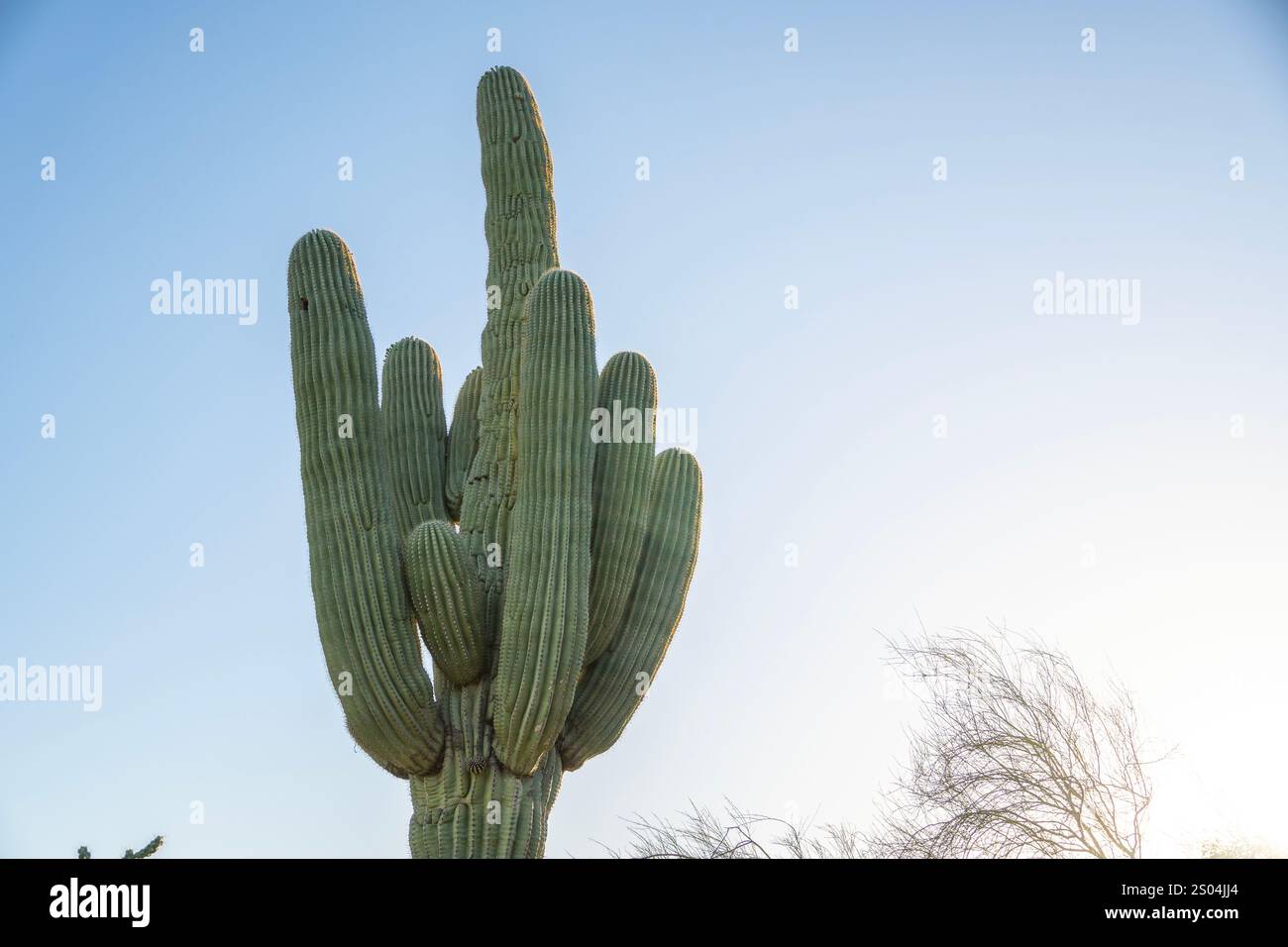 A towering Saguaro cactus stretches towards the bright blue sky in ...