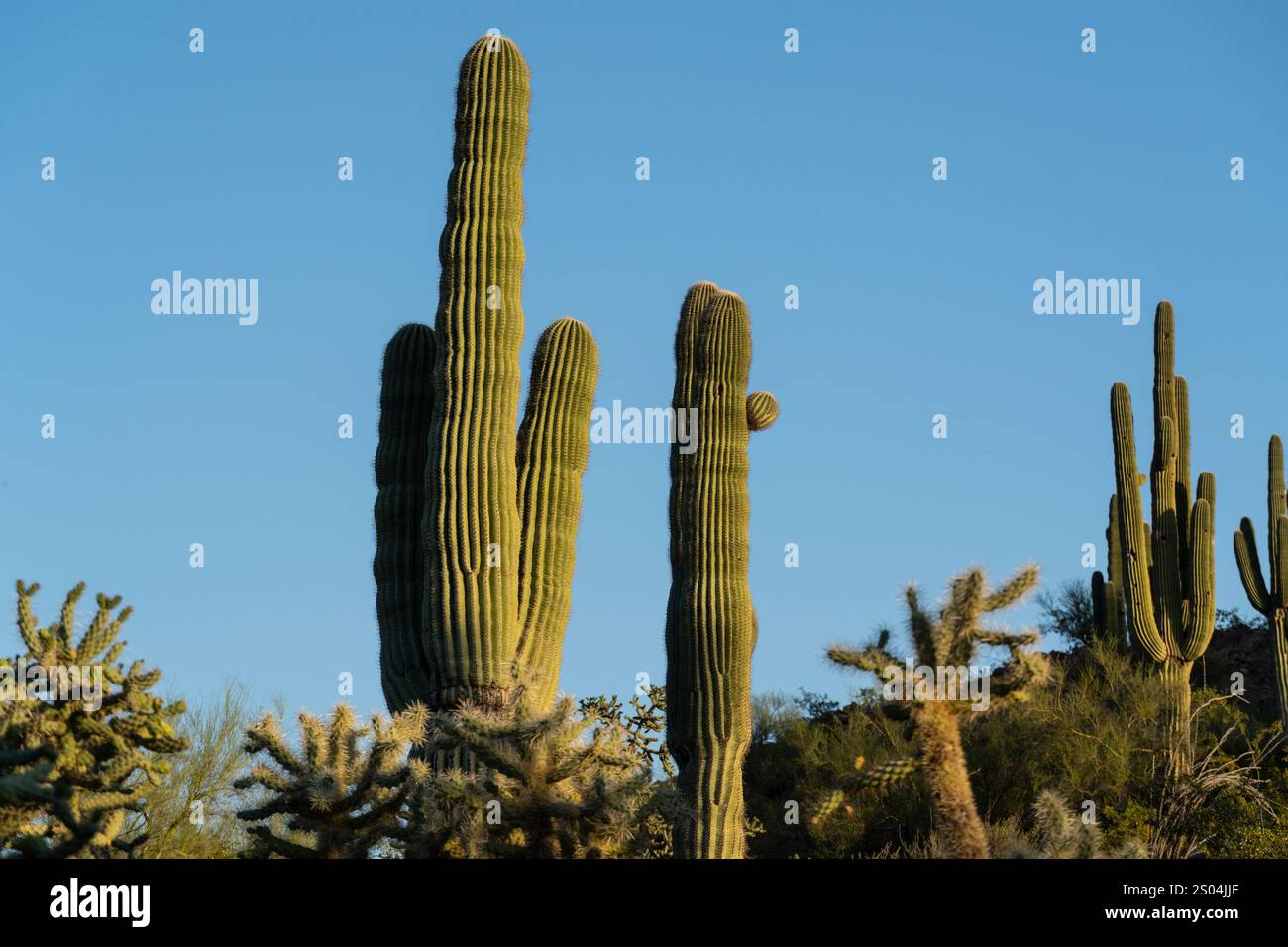 A towering saguaro cactus stretches upwards under the clear blue ...