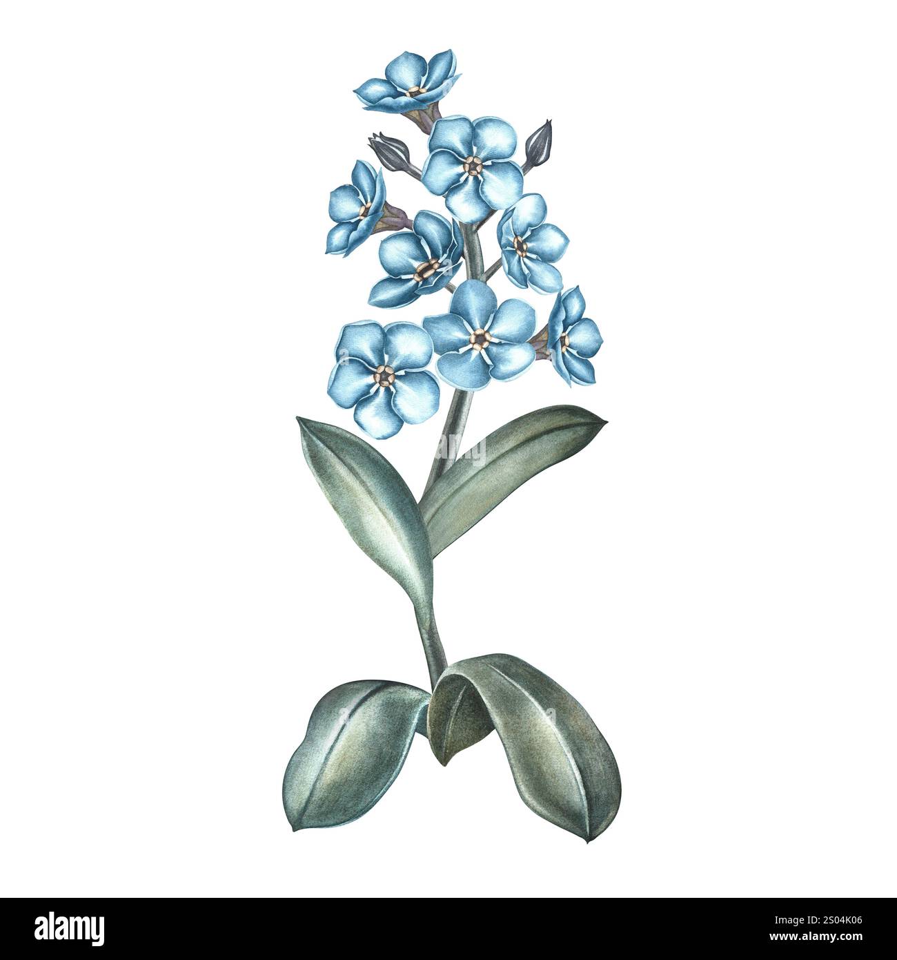 The forget-me-not flower. A hand-drawn watercolor illustration ...