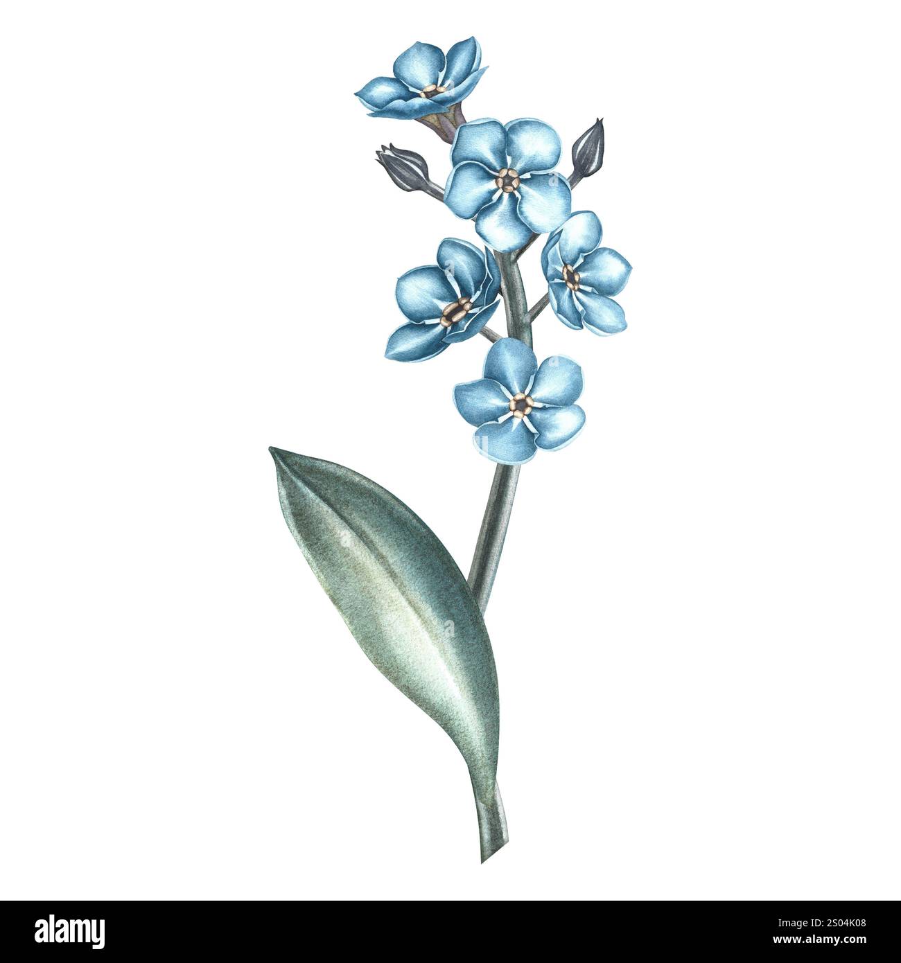 The forget-me-not flower. A hand-drawn watercolor illustration ...