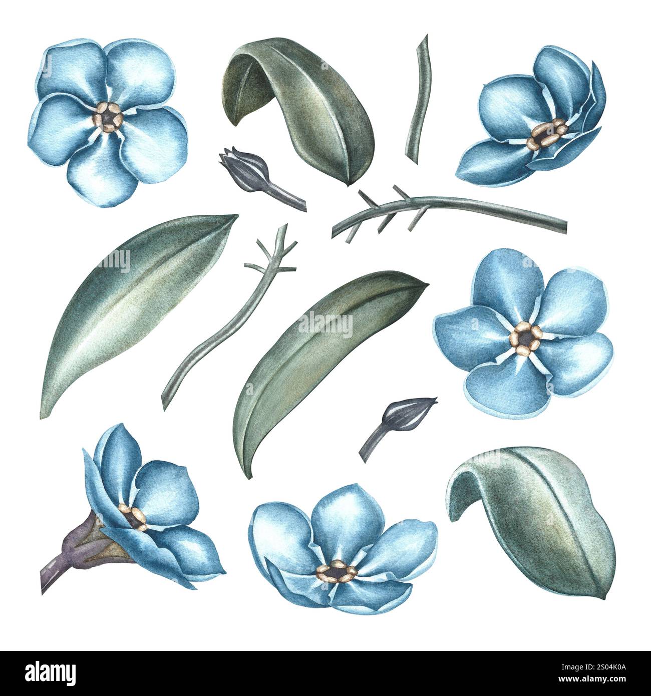 A set with forget-me-nots flowers. A hand-drawn watercolor illustration ...