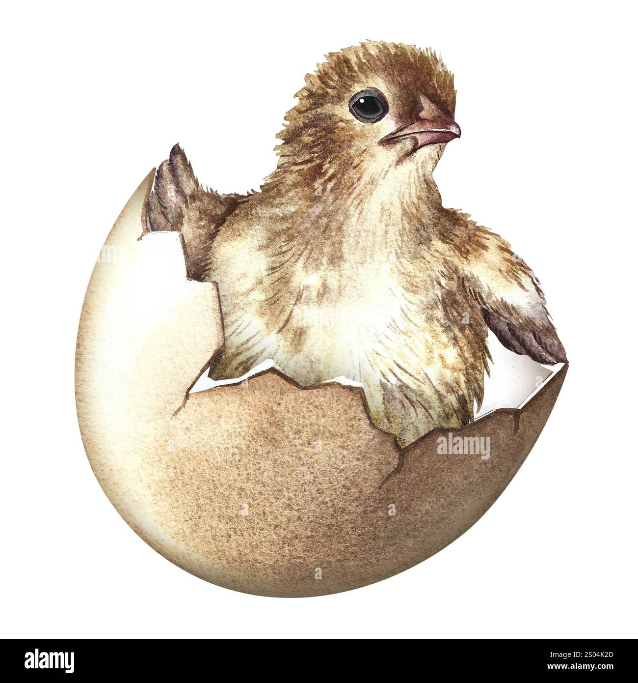 A cute little chicken in an eggshell. A hand-drawn watercolor ...