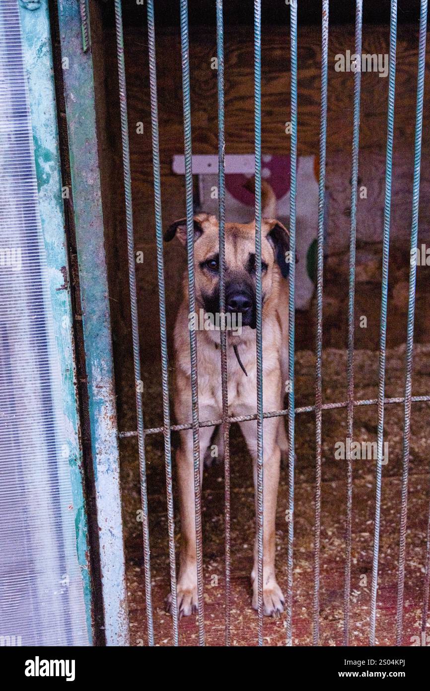 Kennel for animals. a dog shelter. Homeless dogs in cages. animal ...