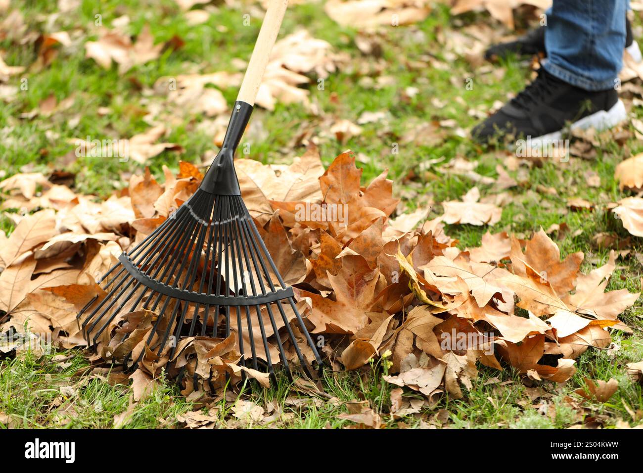 Man gathering fallen leaves with fan rake outdoors, closeup Stock Photo ...