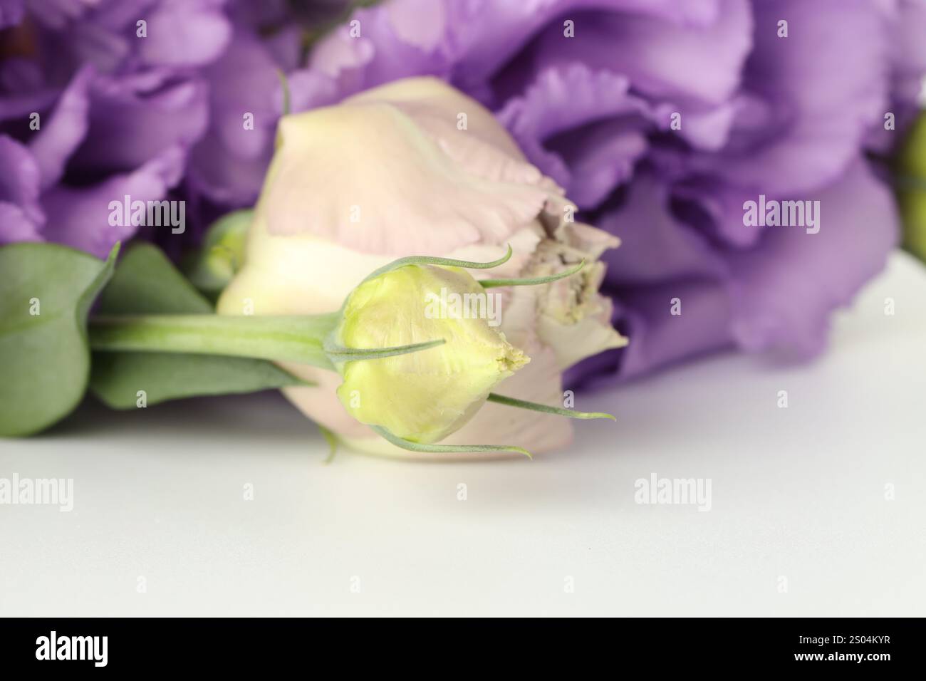 Beautiful violet eustoma flowers on white background, closeup Stock ...