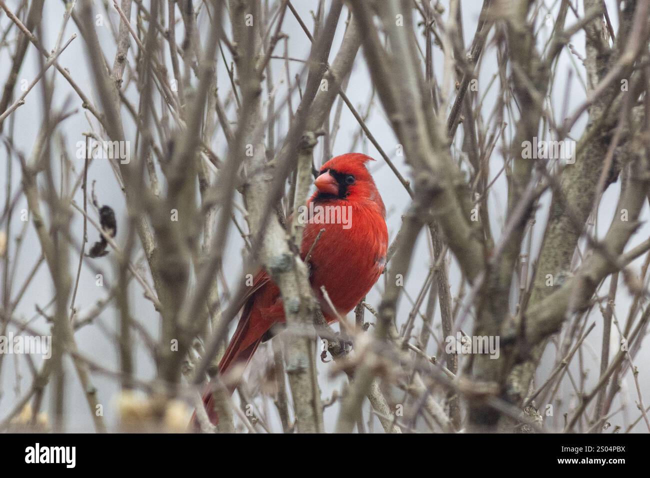 Northern Cardinal (male Stock Photo - Alamy