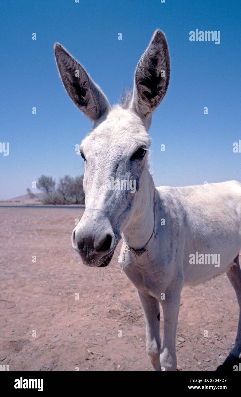Donkey, Ababda Oasis, Eastern Desert, Egypt, September 1989 Stock Photo ...
