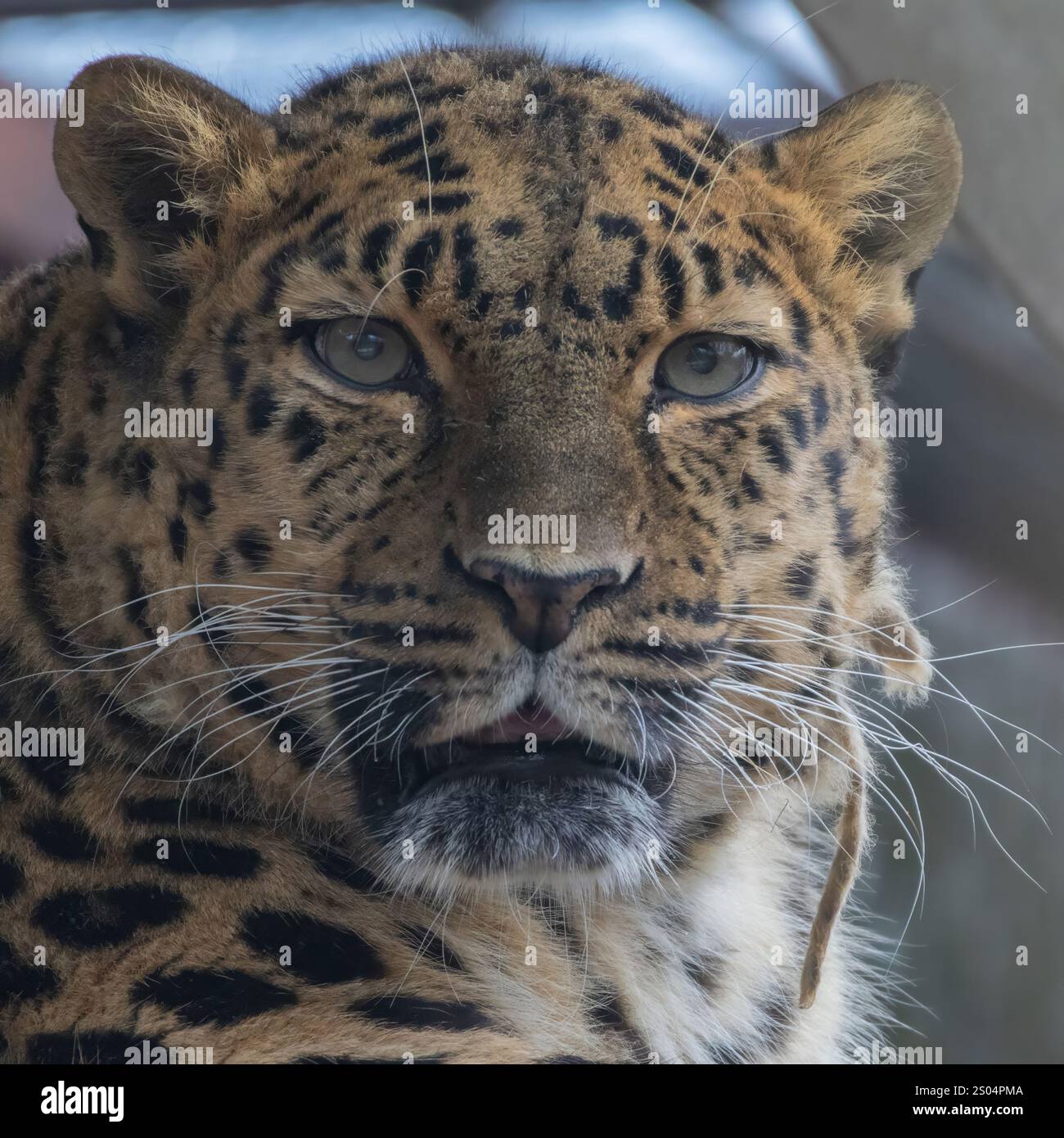 Adult Amur leopard Panthera pardus orientalis Stock Photo - Alamy