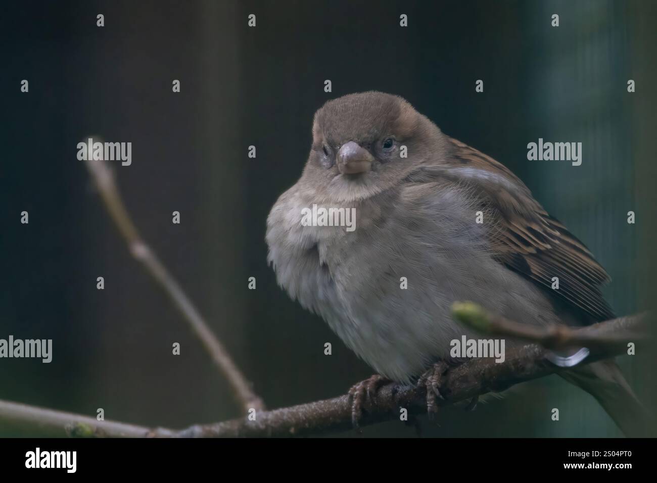 Sparrows sitting on a branch. The Eurasian tree sparrow (Passer ...