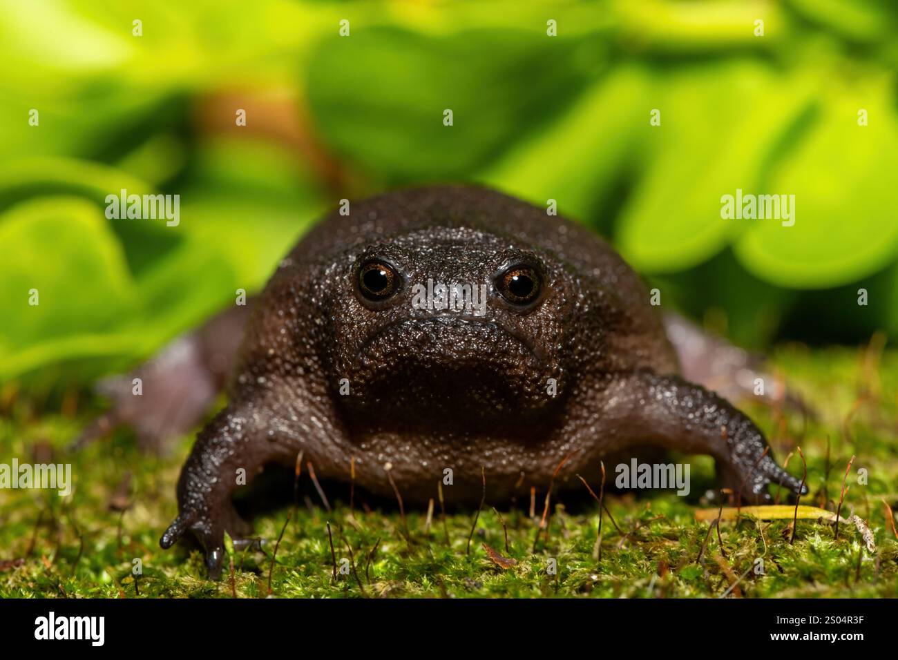 A cute plain rain frog (Breviceps fuscus), also known as a black rain ...