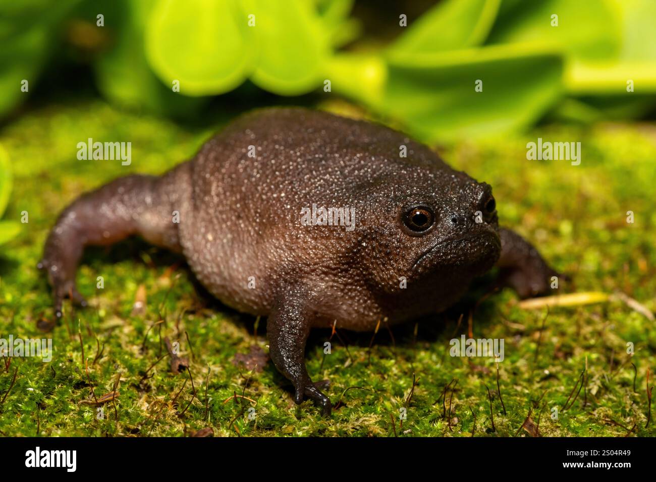 A cute plain rain frog (Breviceps fuscus), also known as a black rain ...