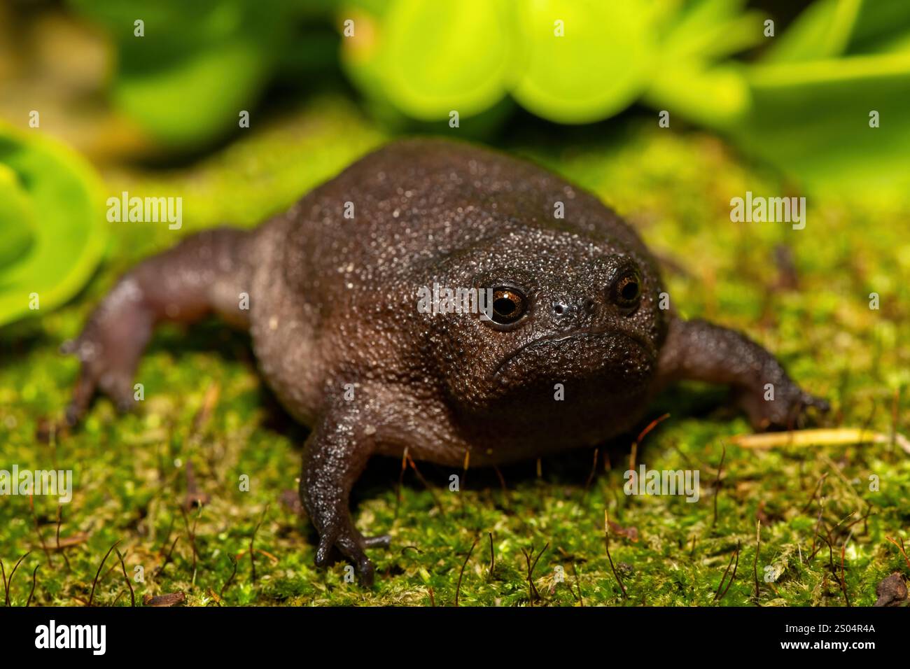 A cute plain rain frog (Breviceps fuscus), also known as a black rain ...