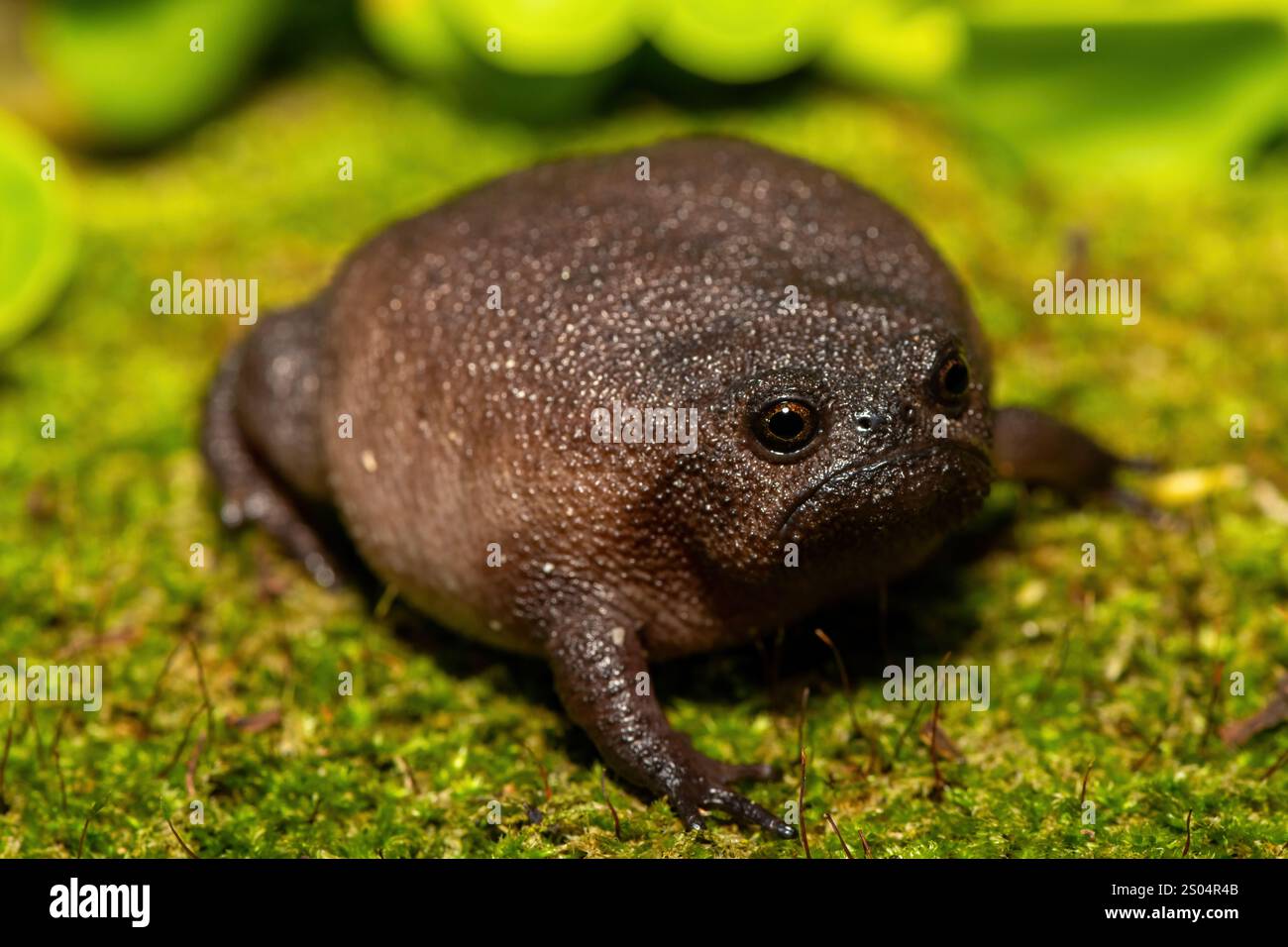 A cute plain rain frog (Breviceps fuscus), also known as a black rain ...