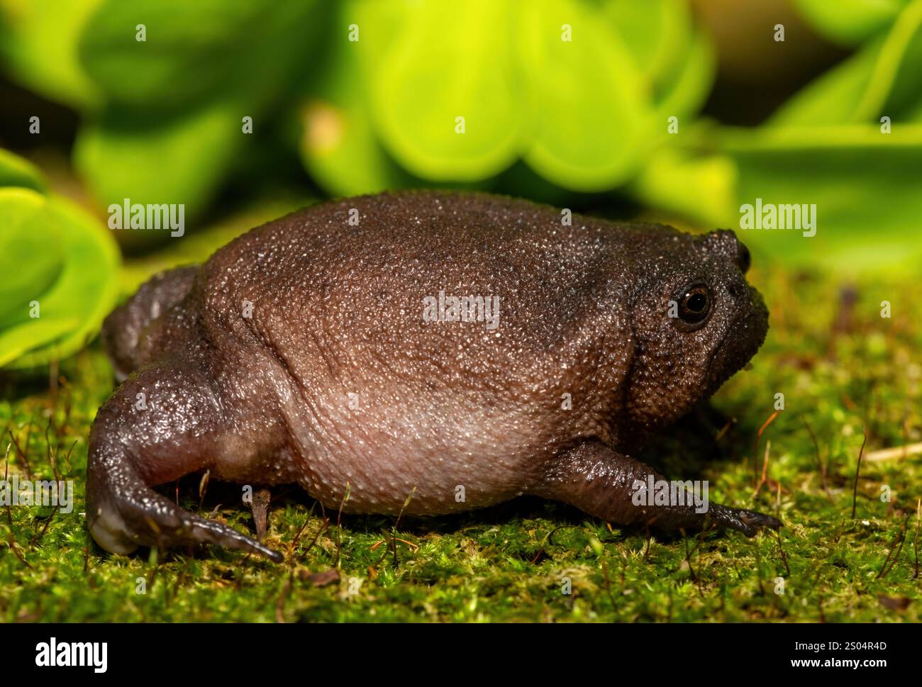 A cute plain rain frog (Breviceps fuscus), also known as a black rain ...