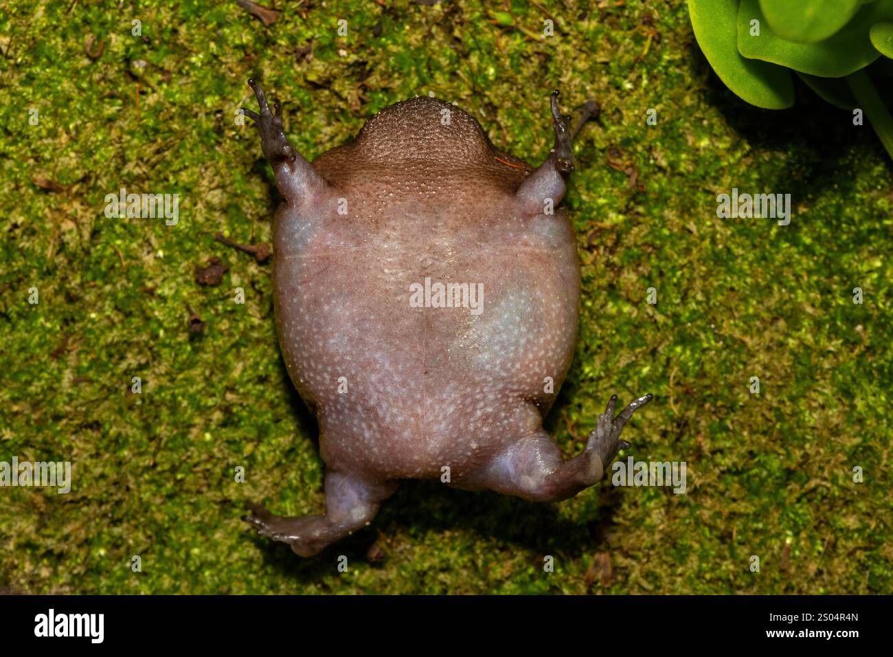 Ventral underside of a plain rain frog (Breviceps fuscus), also known ...