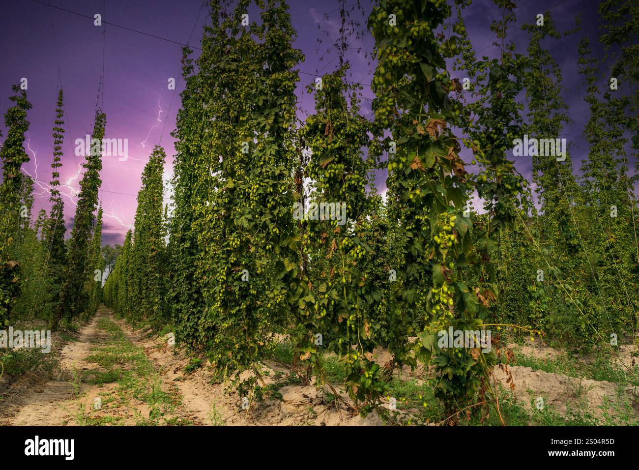 Growing hops on the field for use in brewing Stock Photo - Alamy