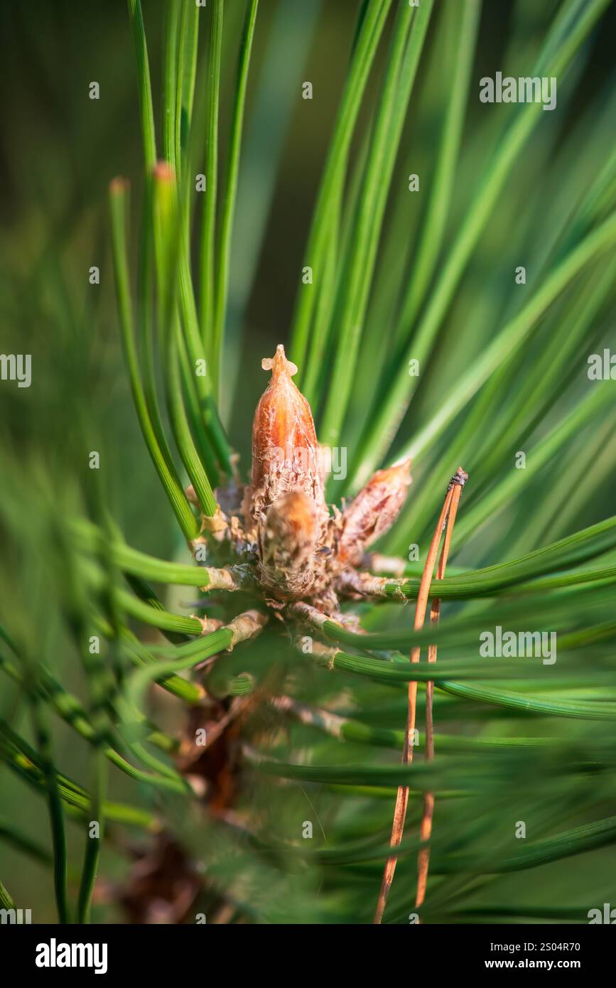 Longleaf pine branches with young cones (Pinus palustris). Pine tree with long needles and cones ...